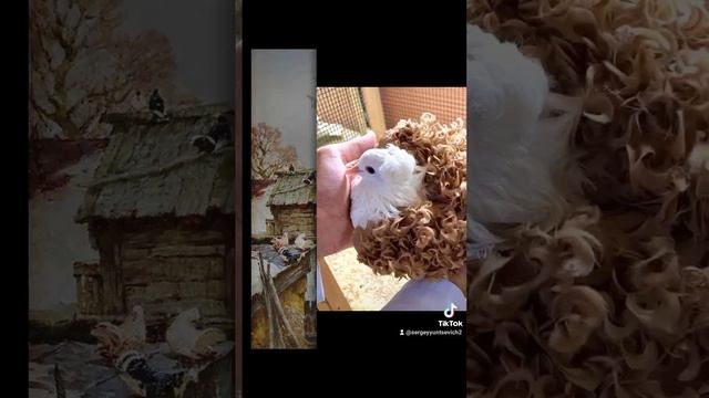 2023-03-01-154724179.mp4