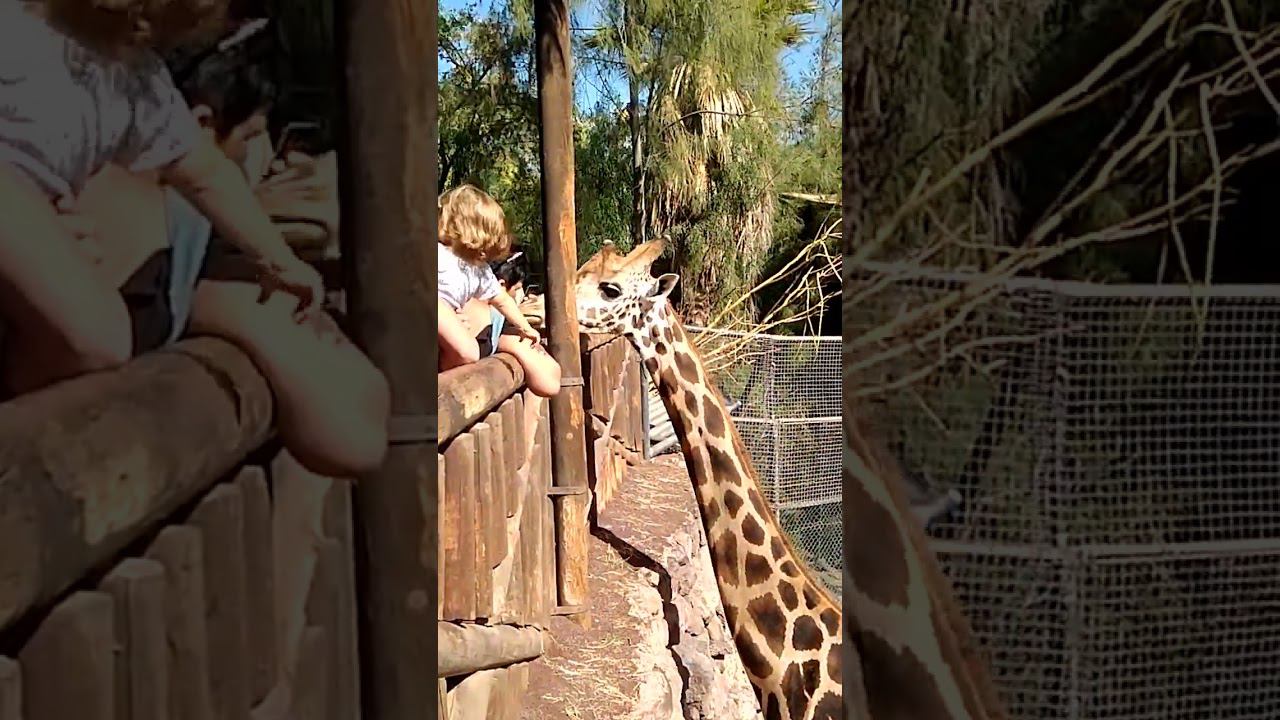 Oasis Park Fuerteventura Giraffe #shorts