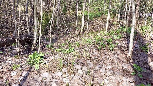 За грибами в апреле.
Первые весенние грибы.