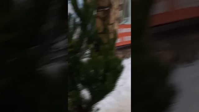 Елочный базар, продают елки, новый  год, Рождество, новогодняя елка, снег, тульская область, Щекино