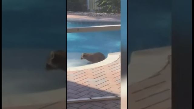 Funny Raccoon 18#Shorts