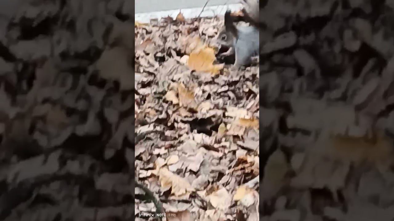Беличий "схрон" на зиму
