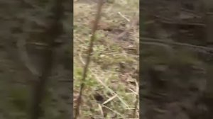 Наш Рел в Череповце, видео привет с прогулки..