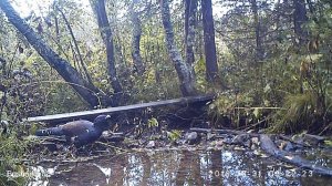 Глухарь Висимский заповедник 31 08 16, другой ракурс 1
