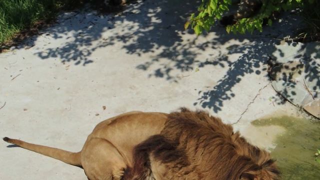 Лето, жажда и вода.