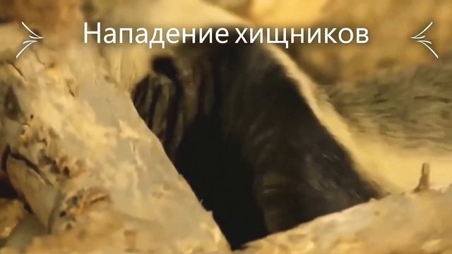 Медоед ворует яйца у страуса