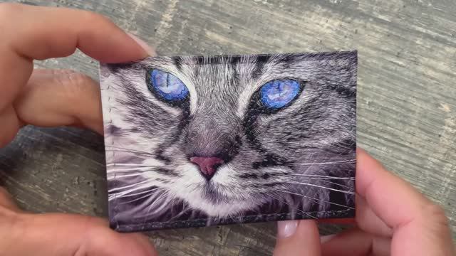 Полосатый кот с большими голубыми глазами на обложке для проездного или социальных карт.