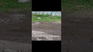 "Гейзер" в садоводстве