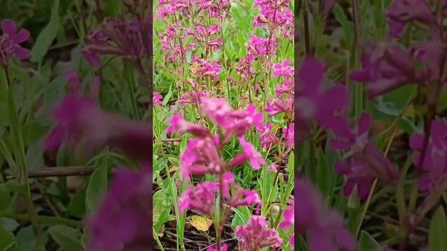 Природа и ничего более.