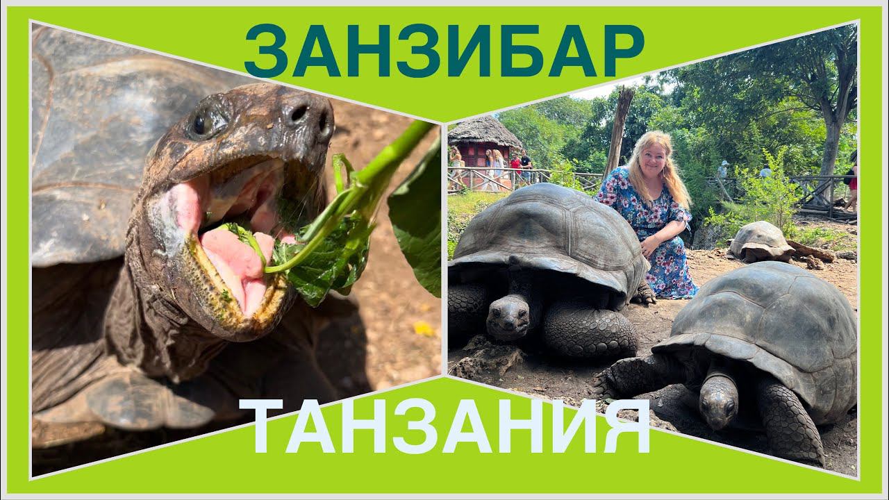 #22 ДИНОЗАВРЫ! ТАКИХ ОГРОМНЫХ ЧЕРЕПАХ Я ЕЩЕ НЕ ВИДЕЛА! Остров Призон, ЗАНЗИБАР, ТАНЗАНИЯ.Август 2023