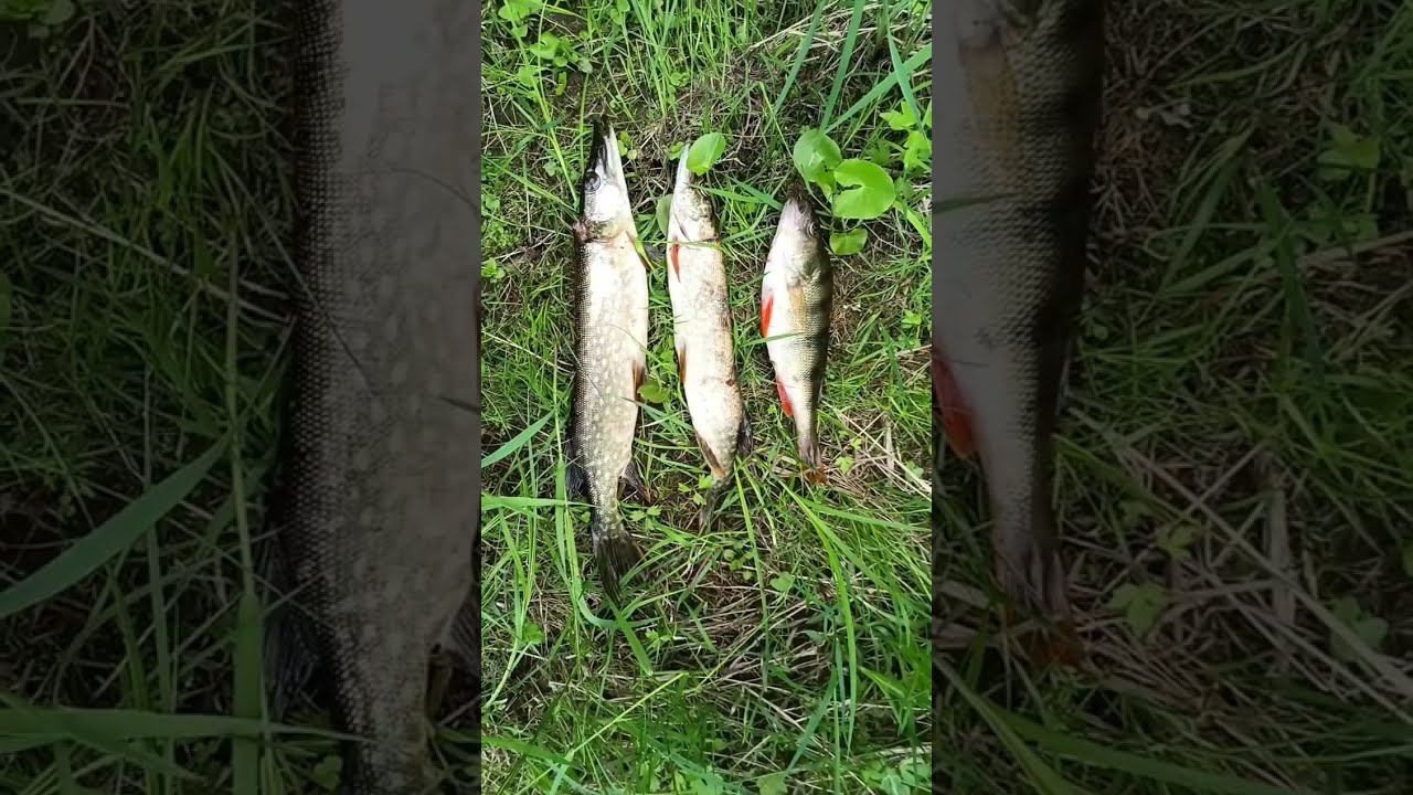 Рыбалка на реке Чусовая выше устья Кумыша 9-11 июня 2024 года