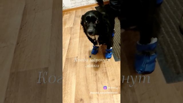 Ника