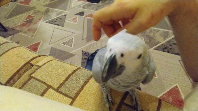 Жако Дашка пришла на диван и мешает отдыхать - её надо почесать, а она наровит оторвать пуговицу