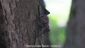 Что делать если нашли детеныша летучей мыши?