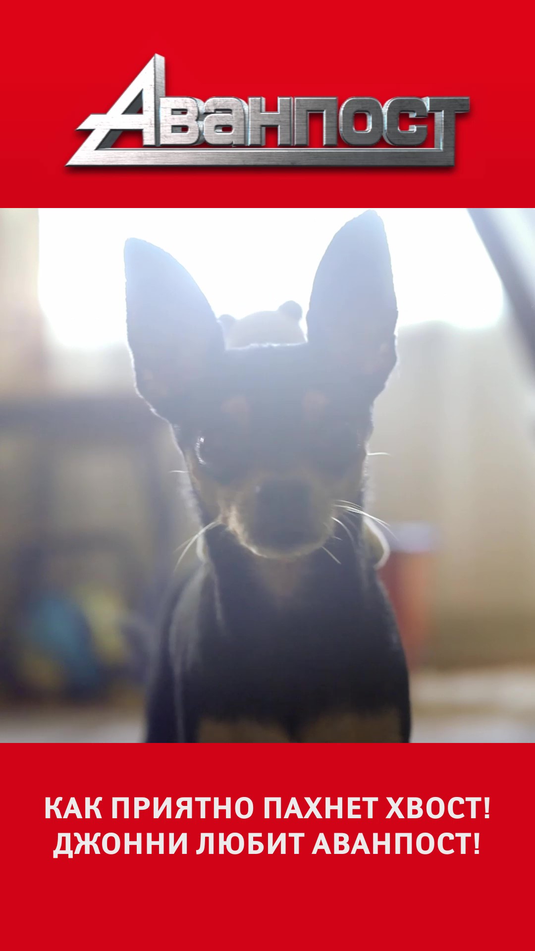 Пёсик Джон и Аванпост