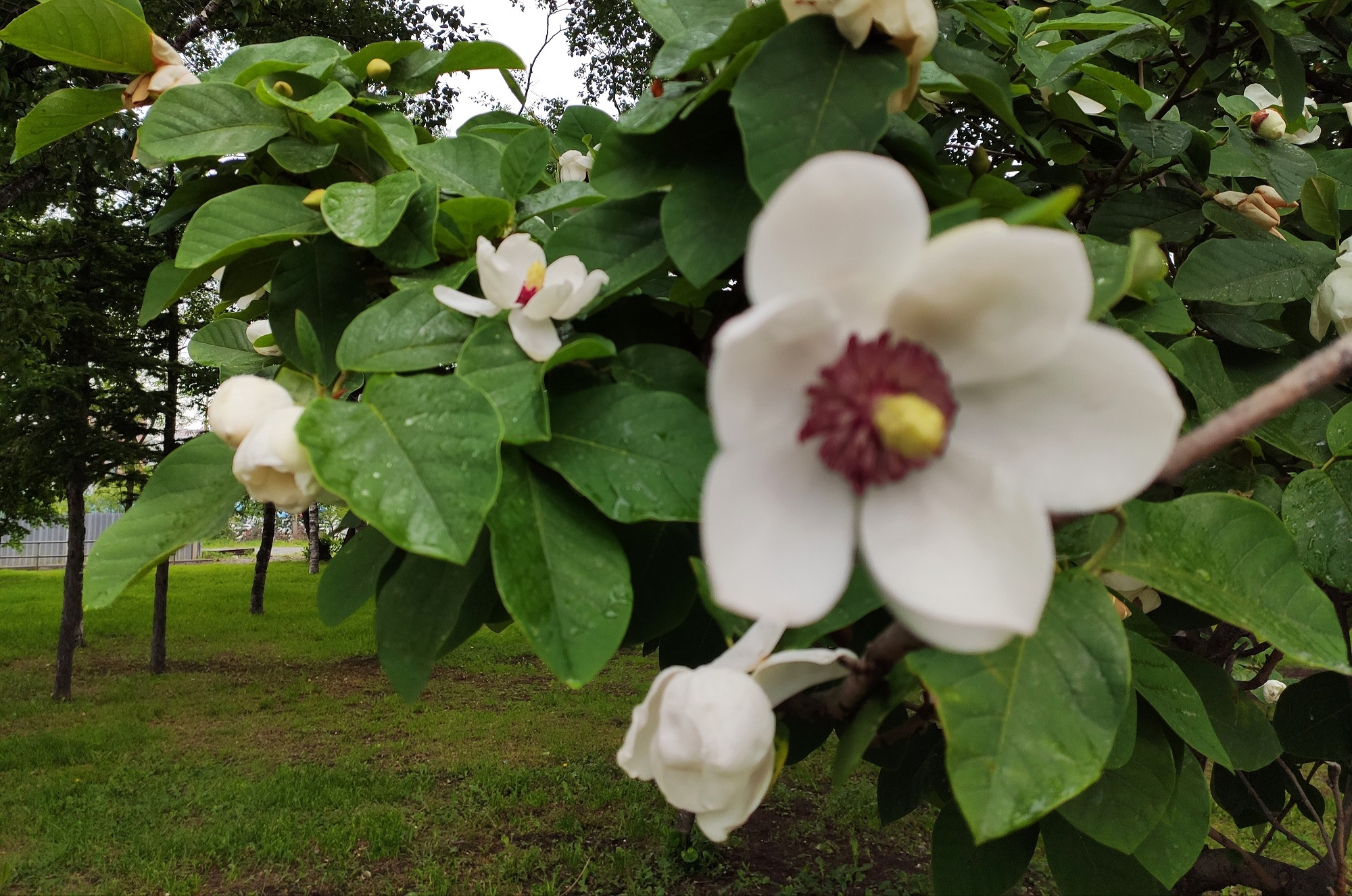 Магнолия. Владивосток