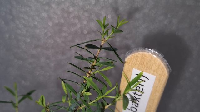 Кунцея миртовое дерево