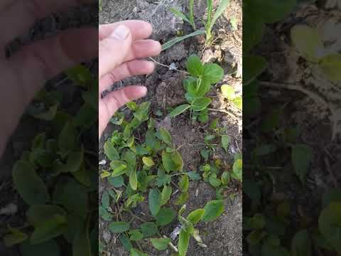 Чудеса! Возвратные #заморозки миновали. Тыквы, подсолнухи живы, а сорняки замерзли! Биогидрис