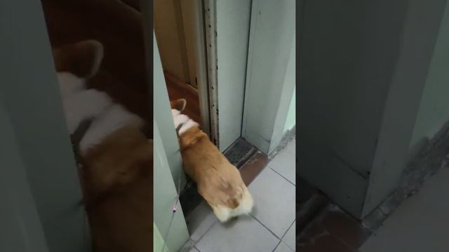 Корги Руби идет гулять \ Corgi Ruby goes for a walk \ 去散步 \ 산책하는 코기 루비