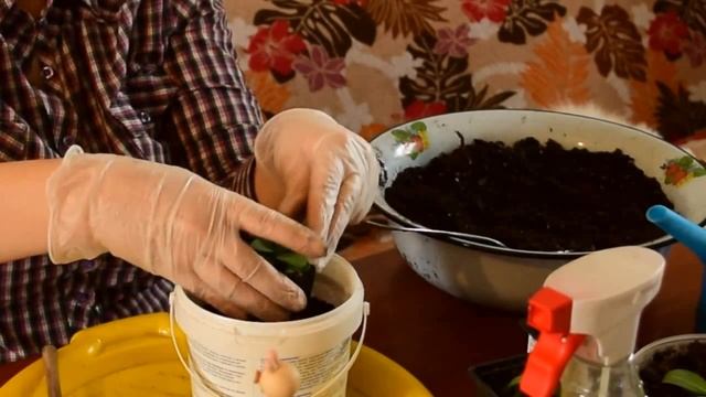 Низкорослая эустома. пересадка на постоянное место .