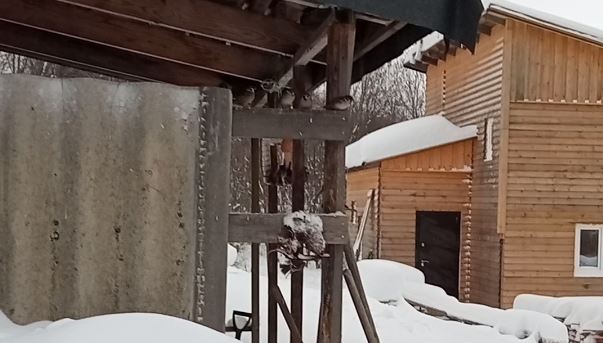 Воробьи прилетели на обед