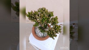 Suculenta Orelha de Shrek "Crassula ovata “Gollum” Minha coleção