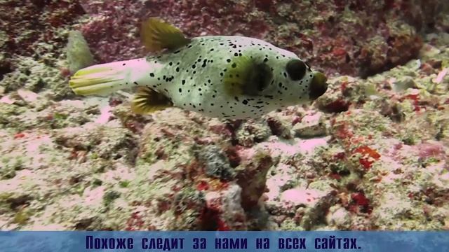Тайланд - 2012, дайв-сафари по Андаманскому морю. Часть 6. (HD 720p; Sony-HDR-Клон; Canon G12)