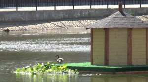 На городском пруду 24 июля, Югорск 2022 год