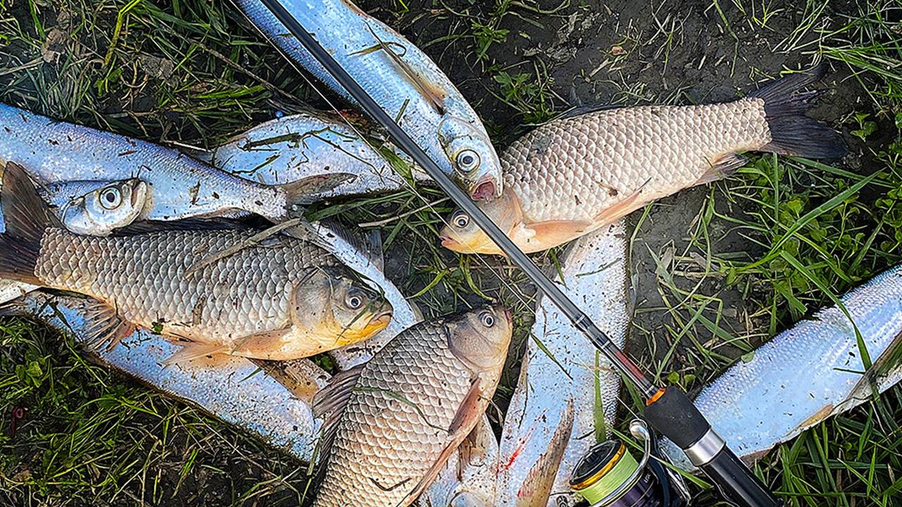 Карась и чехонь на вечерней зорьке, ловля на донку в апреле