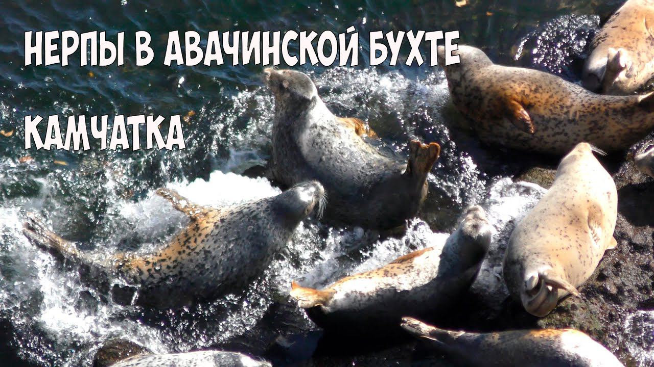 Камчатка Нерпы у мыса Казак