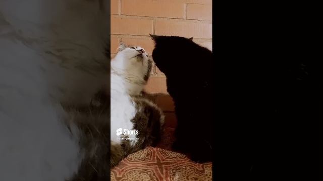 Летний дождь☔?️?️.mp4