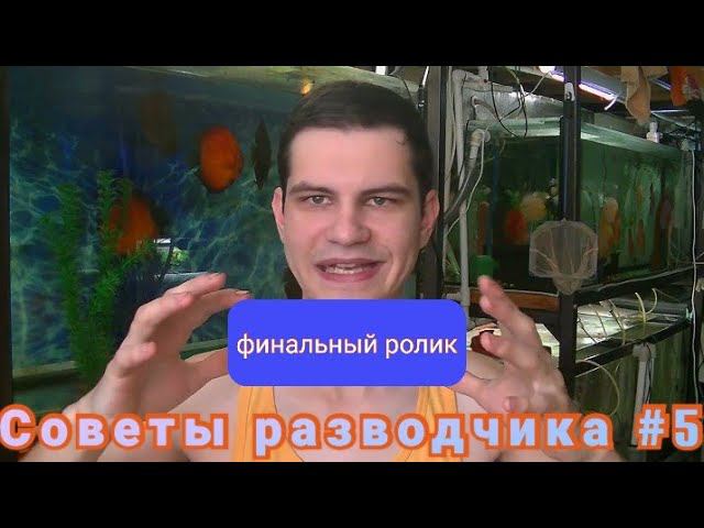 Почему Дискусы съедают икру, личинку и малька?