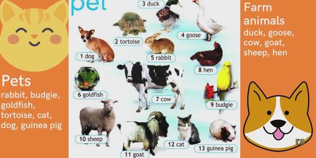 Talking about your PET