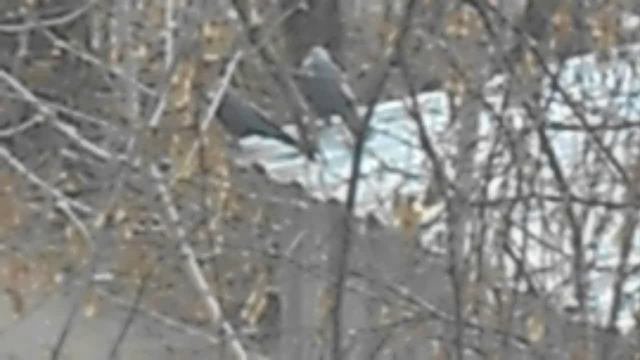 Галки на крыше трансформаторной будки 546545 DSCN5238