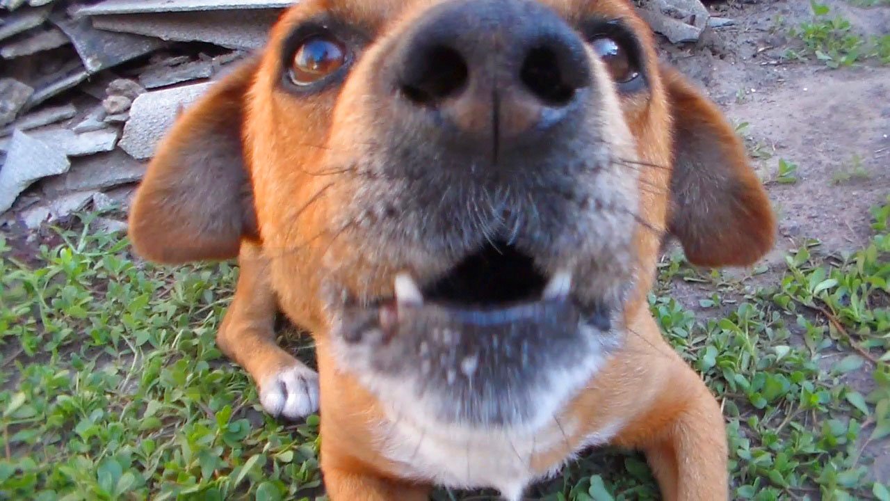 Собака с банкой консервы. Грозно рычит. Прикол добрый с едой. Играется