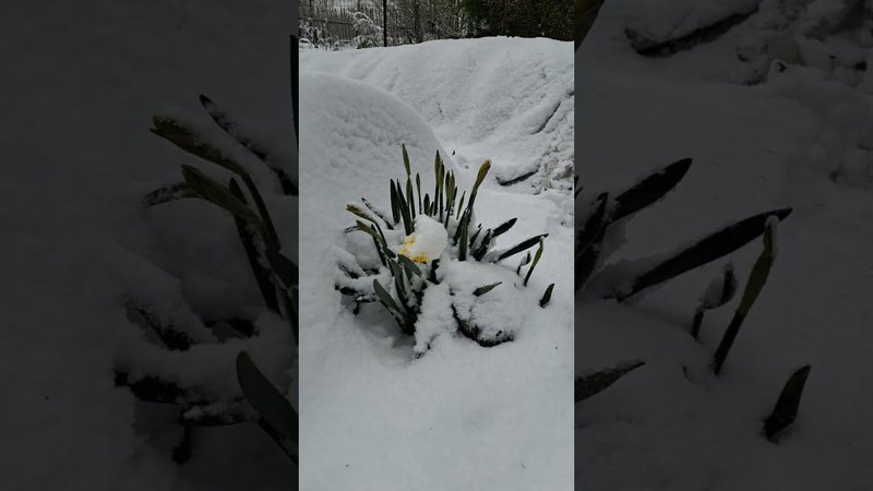19 апреля) и снова зима!