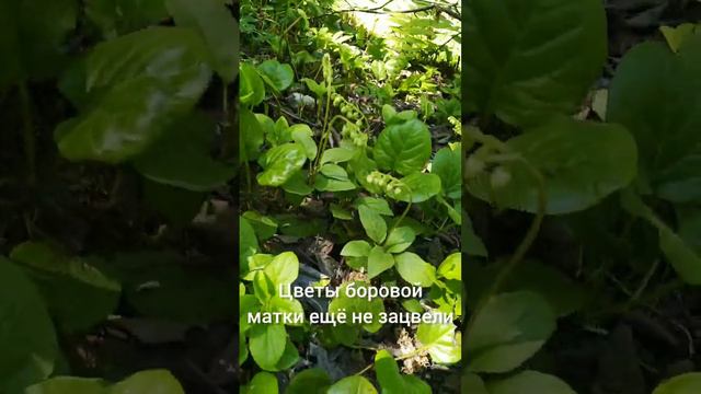 Грушанка, боровая матка и вахта трехлистная.