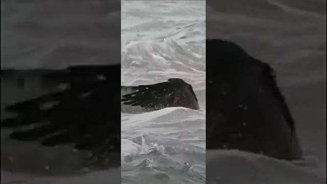 Вдохновение! Взлетай, сухим из воды.