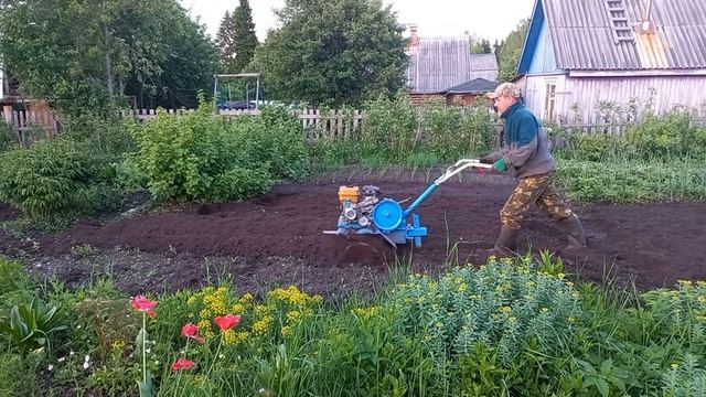 ГУСИНЫЕ ЛАПКИ В РАБОТЕ.МОТОБЛОК НЕВА МБ-2.НА ВЕЧЕРНЕЙ ЗОРЬКЕ...