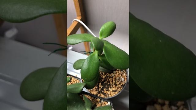Крассула! Денежное дерево! Мои новинки?