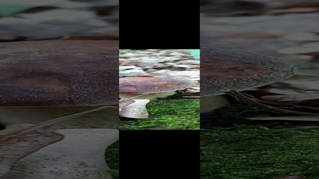 ?БЕЛЕНЬКИЙ КРАСАВЧИК?