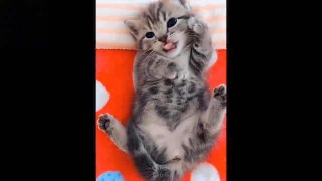 Приколы с котиками. Котики #103