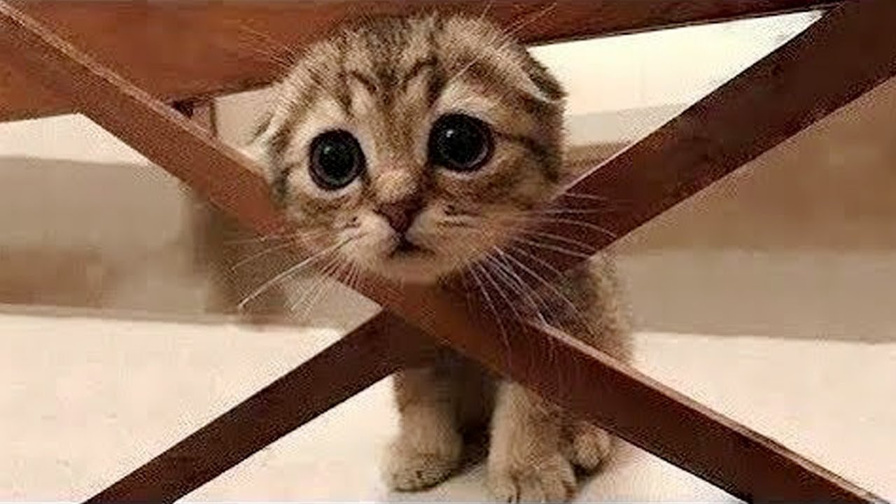 Самые смешные котики #11