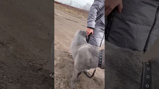 В своей же деревне встретили сына Титана 🤣 Алмаз, 8 месяцев #tttt #cane #canecorso #канекорсо #cane