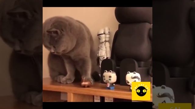 Самые смешные котики #24
