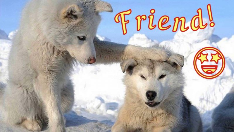 #shorts Прикольные и смешные собаки из Тик Тока (Cool and funny dogs from Tik Tok).mp4