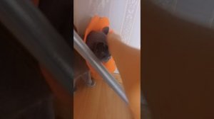 VID-20230715-WA0001.mp4