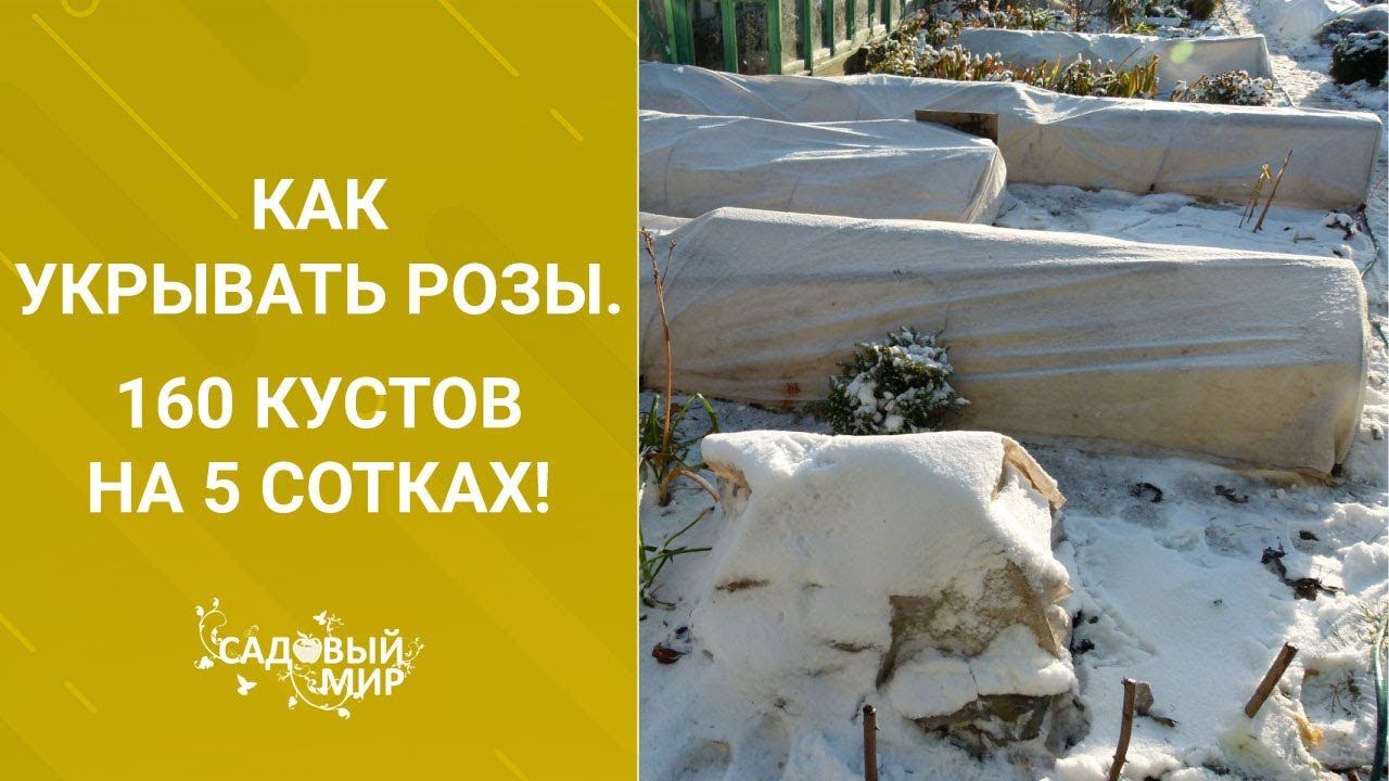 Как укрывать розы. 160 кустов на 5 сотках!