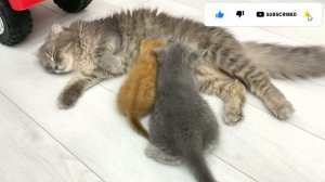 Покормит ли мама кошка приемного котенка? продолжение