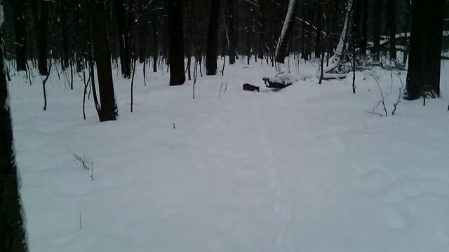 Гуляем в парке (2017.01.05_11:07:21.)